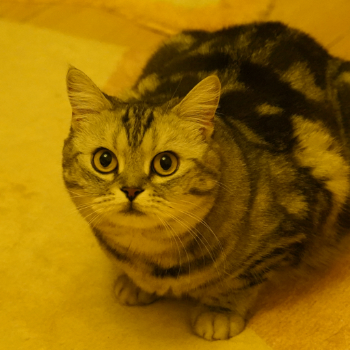 铁柱麻麻的小时光 