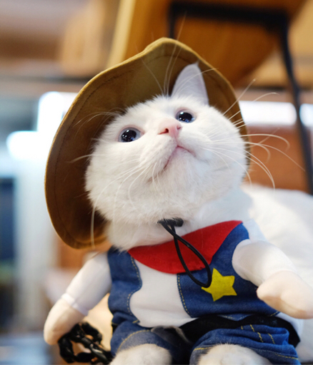 cathy爱吃糖醋鱼 