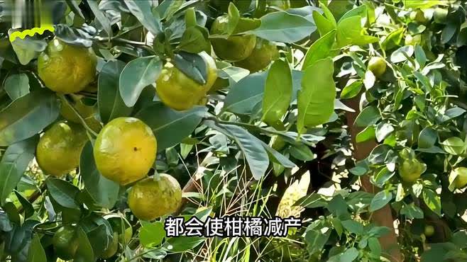 柑橘栽培管理技术,简单明了,能有实用的技术