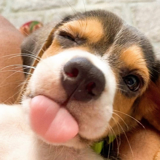 歪池子大王海黛 