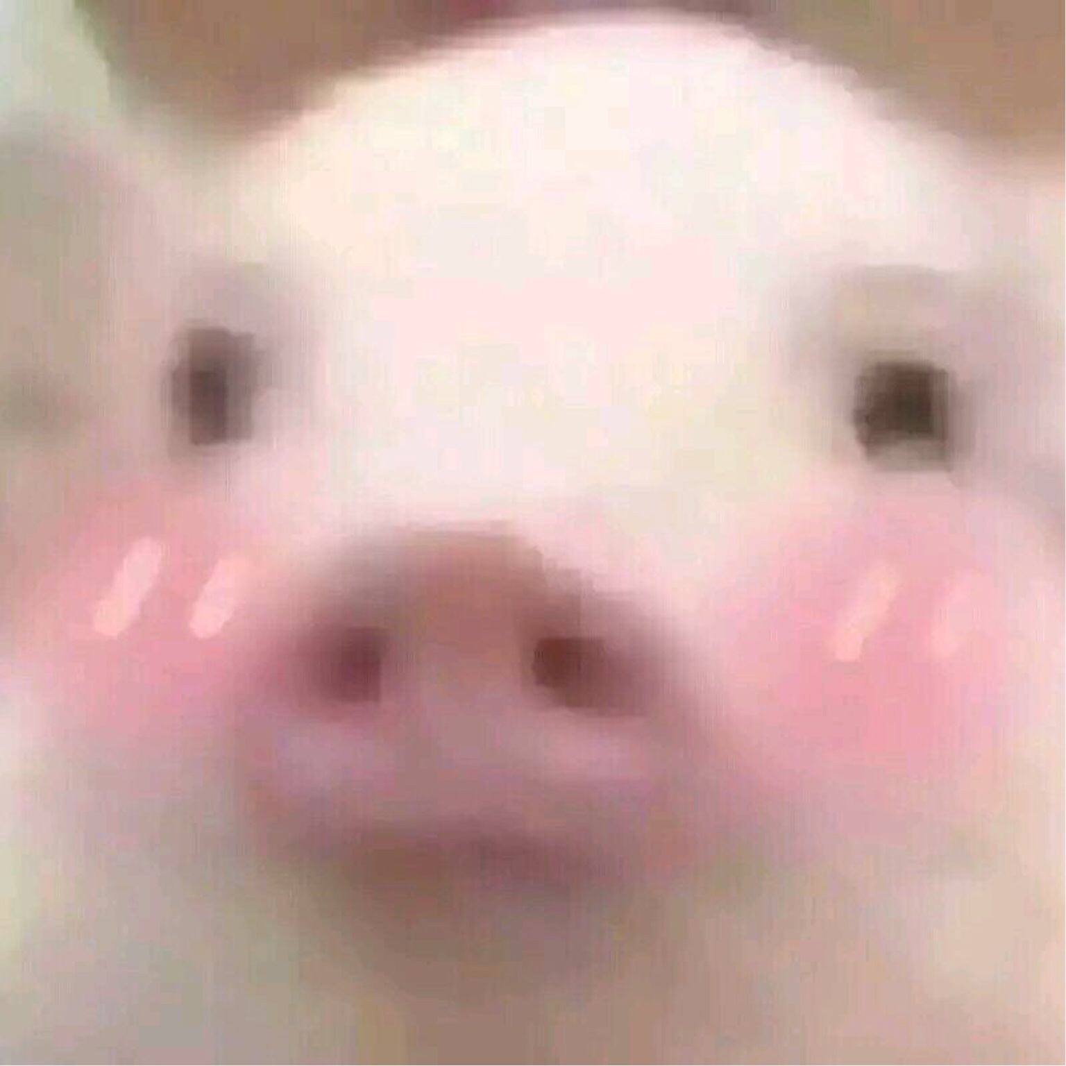 一只不同寻常的小猪 