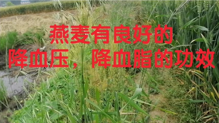 燕麦有良好的降血压,降血脂的功效