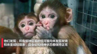 全球首个新冠疫苗动物实验研究结果:“安全有效”,由中国团队合力完成