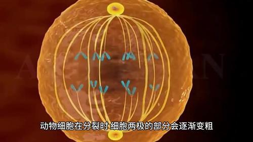 动物细胞与植物细胞的分裂方式是否是一样的?