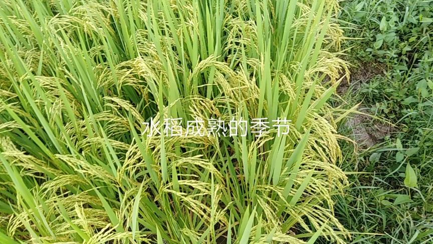 水稻成熟了,有一起来体验农村生活的吗