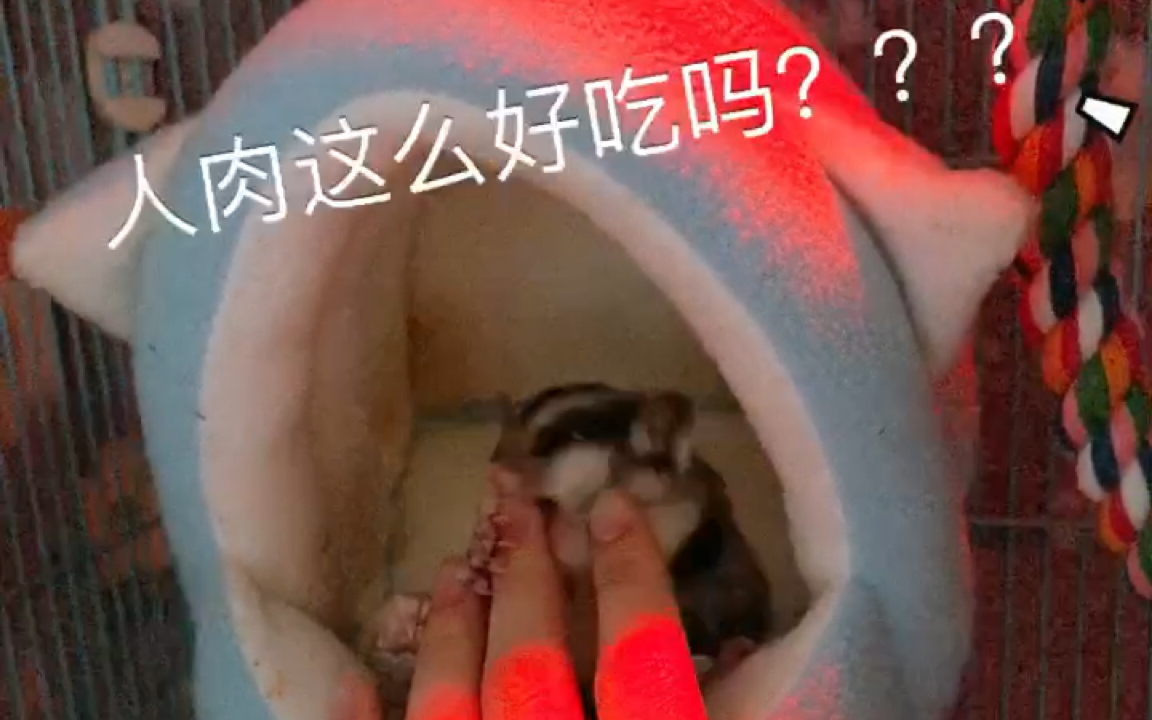 定时投喂人肉,有益于蜜袋鼯成长哦