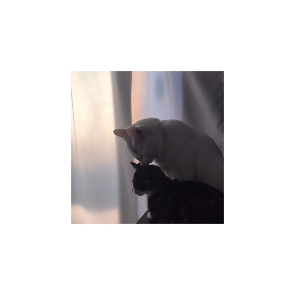 一颗胖陈 