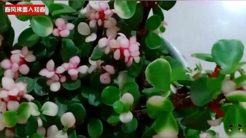 都知“阿司匹林”养花好助手,如何正确使用?适于酸碱性花卉土壤