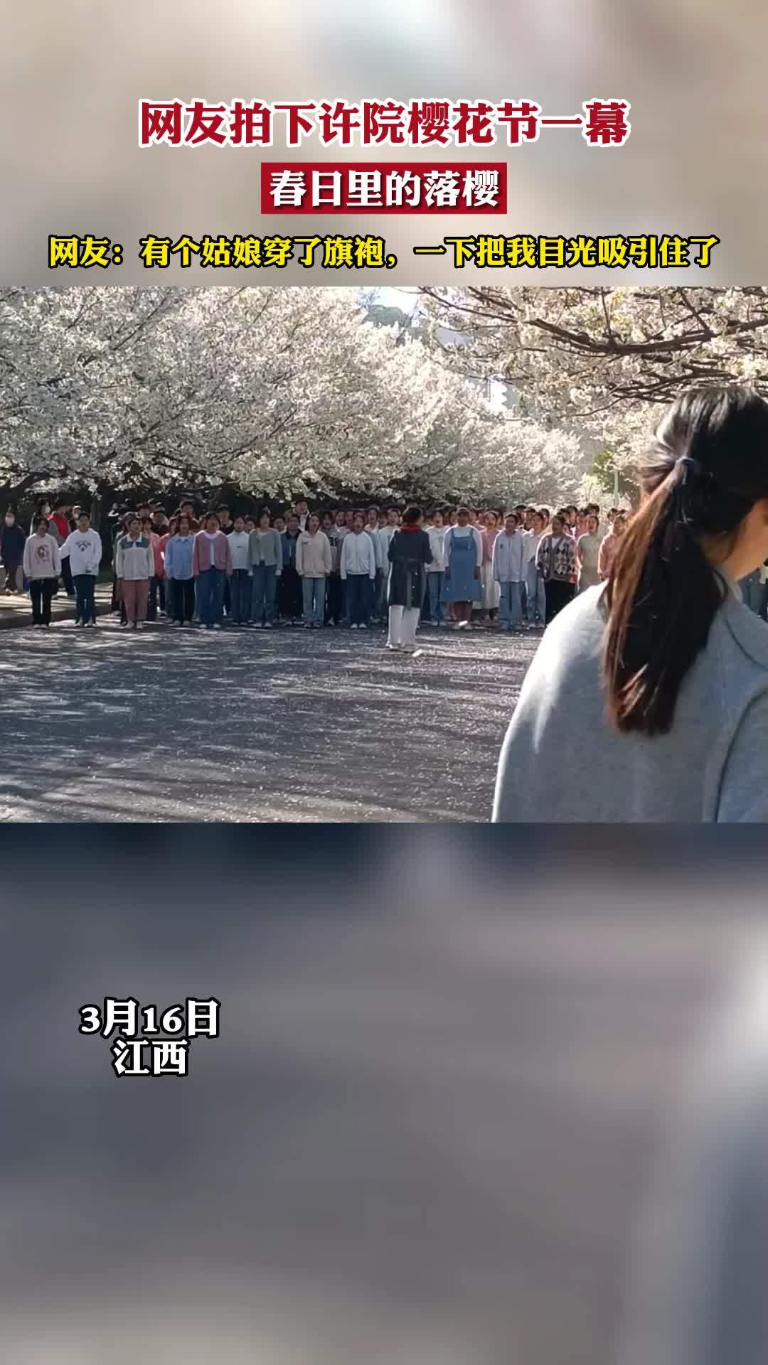 网友拍下许院樱花节一幕,春日里的落樱,网友:有个姑娘穿了旗袍
