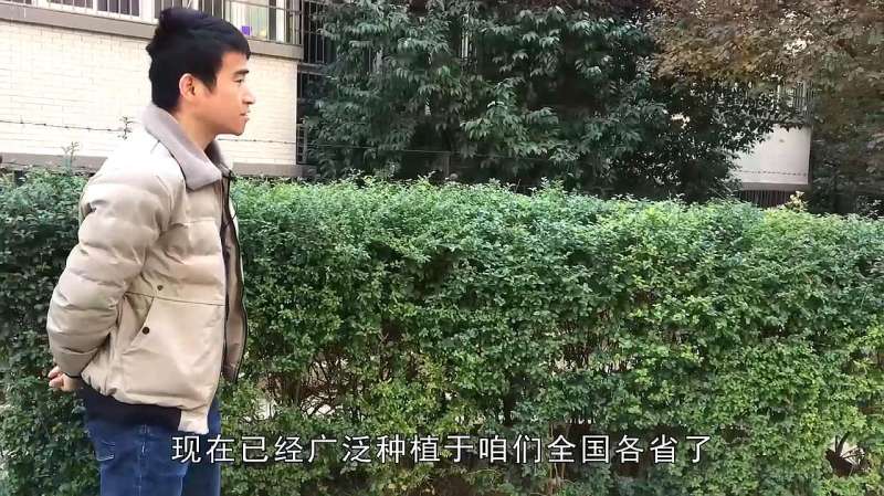 常用的庭院绿篱—女贞,对我们日常作用很大,一般人不知道