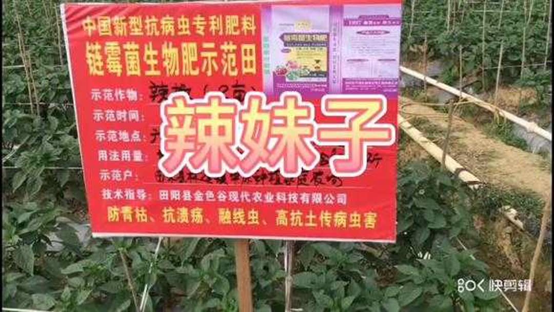 辣椒健身栽培与系统管理优新技术#农业 #生防技术 #农业种植