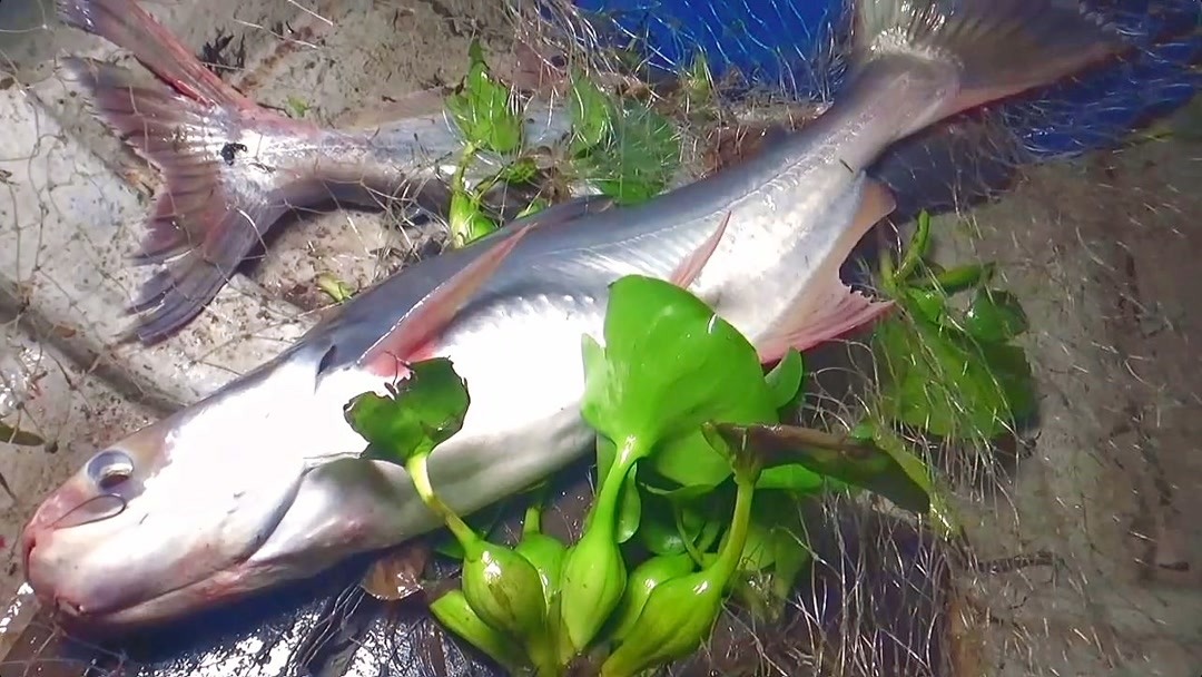 正值大半夜,农村大叔却在河中拉细绳捕鱼,收获的鱼都很肥!