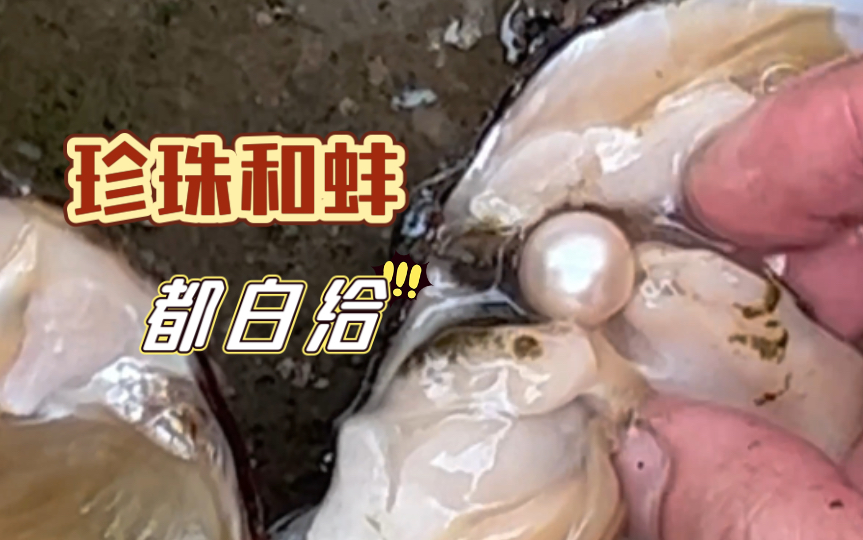 到塘里捞几个蚌,看看珍珠长得怎么样了