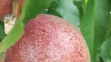 新品种桃树苗紫桃生长