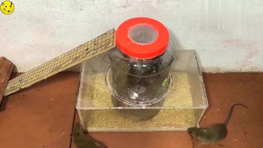 如何自制水鼠捕鼠器,省时省力,制作还简单