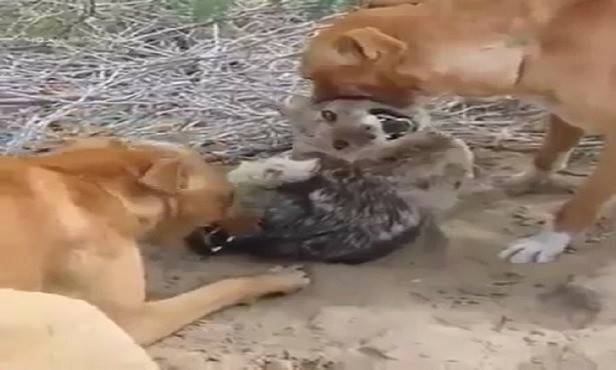 狼和狗的差距有多大?野狼被狗活活咬死!镜头拍下群殴画面