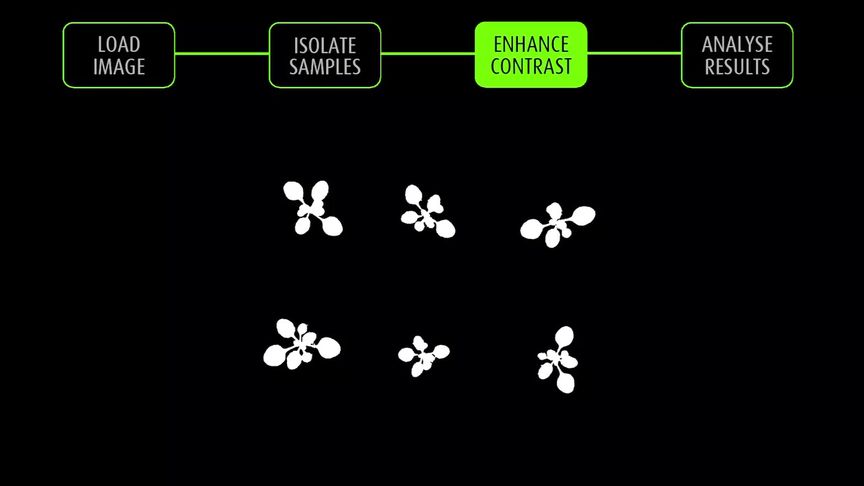 40秒展示图像到数据的处理过程#表型分析 #深度学习 #数据提取
