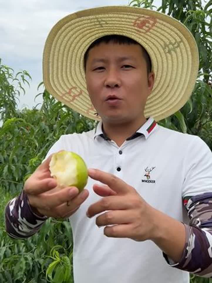 湖北的翠冠梨成熟了,这个梨子的优点就是水分充足,口感清甜!#仙桃小...