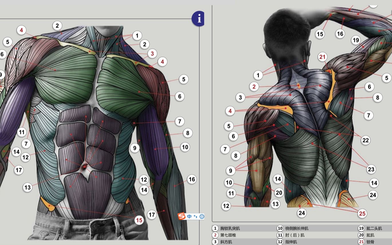 maya免费高级角色教程04(艺术人体解刨讲解01)