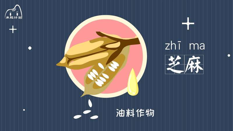 芝麻是植物的种子吗?