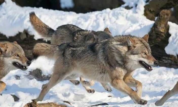 它是世界上最大的狼,体型远超姚明,战斗力超强且有仇报仇