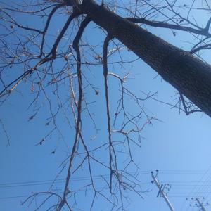 博学多才聪明巧克力 