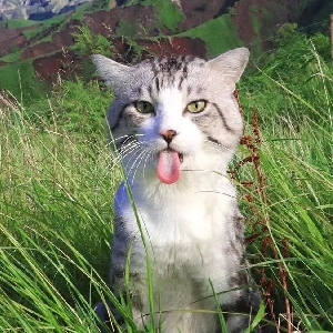 恰饭的章鱼先生 