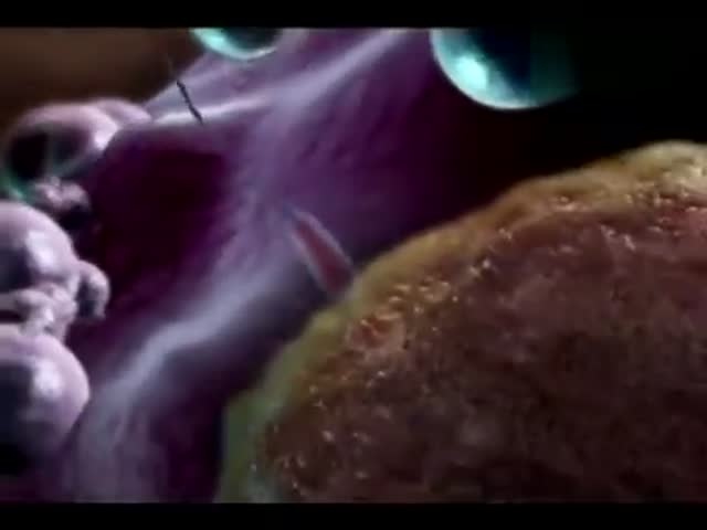 动画演示人体受孕过程 视频