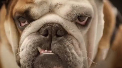 ...高萌纪录片《狗的秘密生活》,豆瓣9.1,带你了解更多关于狗狗的秘密。