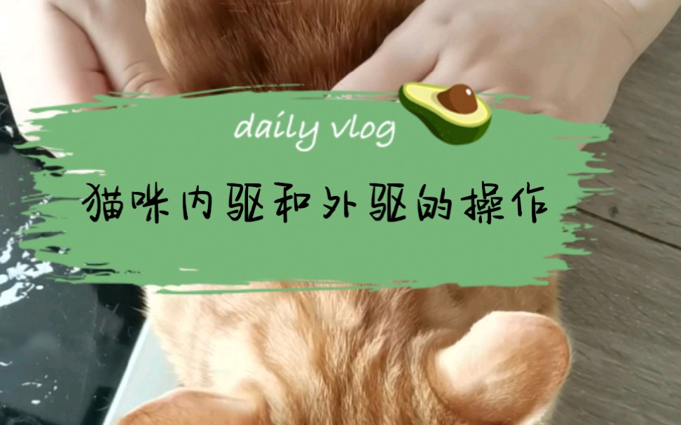 ...麦兜】在家给猫咪做内驱和外驱实录!新手养猫看完就会!(需准备喂药器)