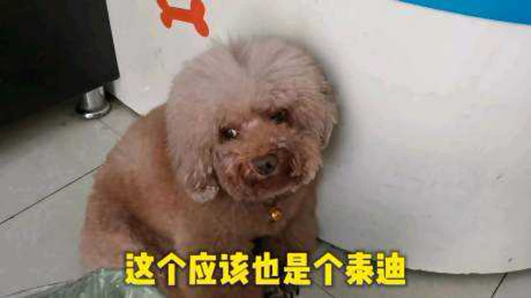 去宠物店给狗狗洗澡,发现一个大家伙,大家来看看是什么狗