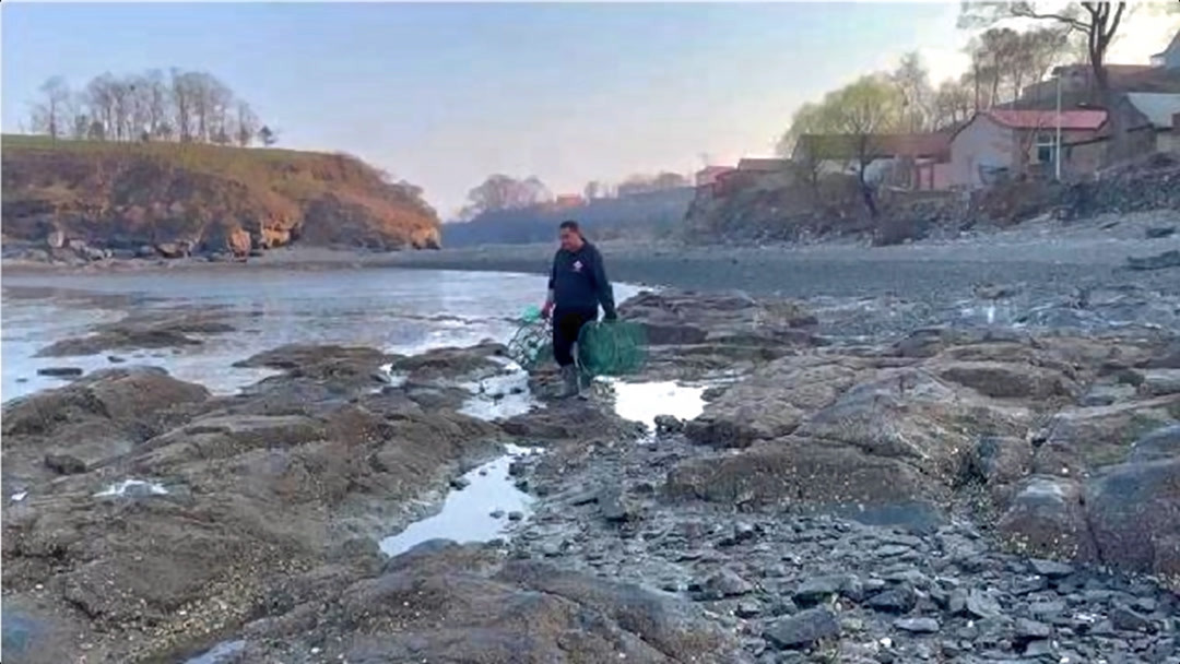 渔民了解八爪鱼生活习性,用海螺壳设下陷阱,隔天收笼惊喜连连