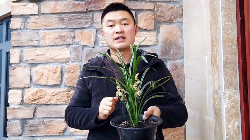柳树枝泡水浇兰花 真的很管用吗