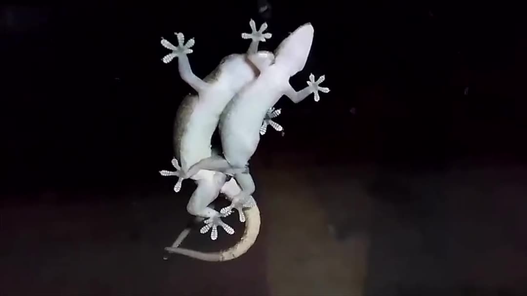 网友意外拍到壁虎交配的罕见瞬间!