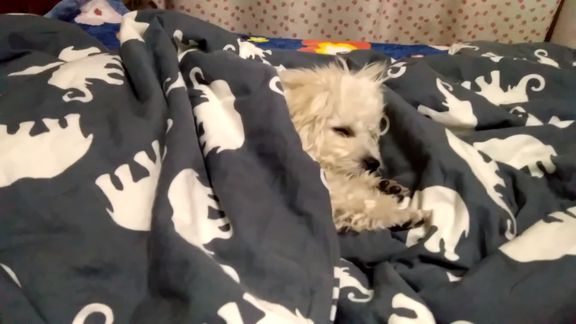 我的床上怎么多了一个这么可爱的宝宝!