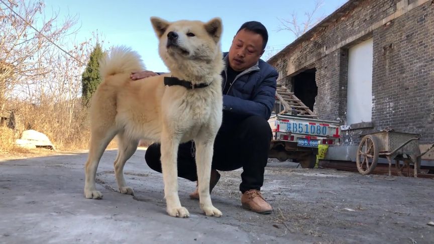这种犬特别招人喜爱,宠物犬里它排名第一,大家来欣赏下这种犬
