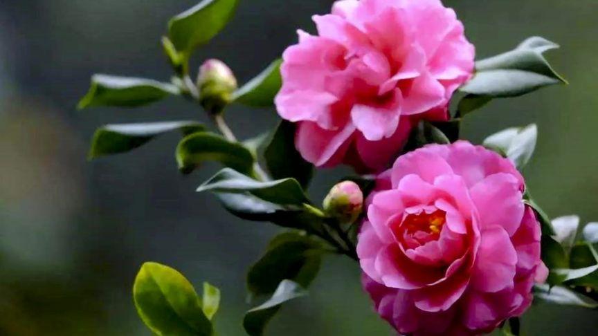 山茶花又名茶花