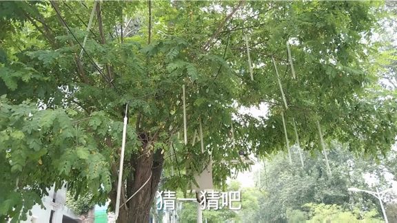 这小区街道两旁的树上为什么挂了这么多管子能猜出干什么用的吗?