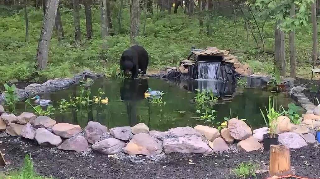 男子新修了一个鱼塘,竟吸引野生黑熊前来泡澡,监控记录全过程