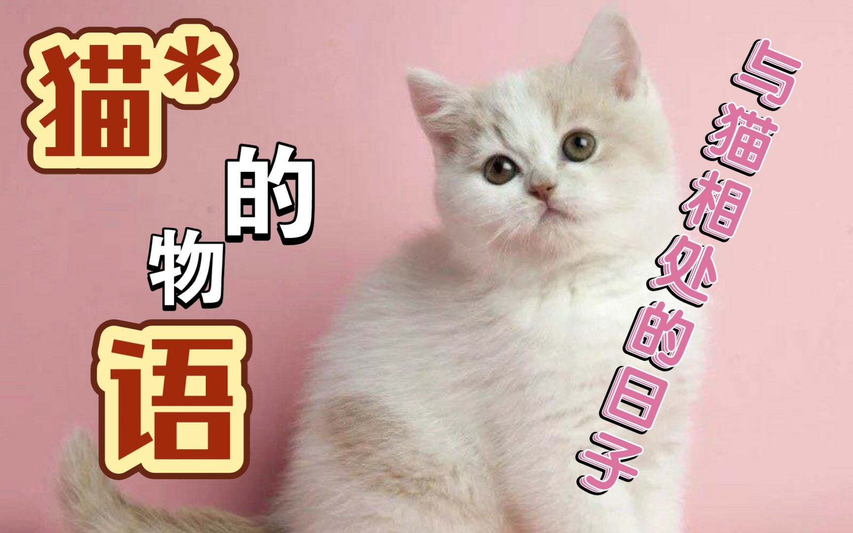 【 短 篇 小 说 】 猫 语 ( 1 )