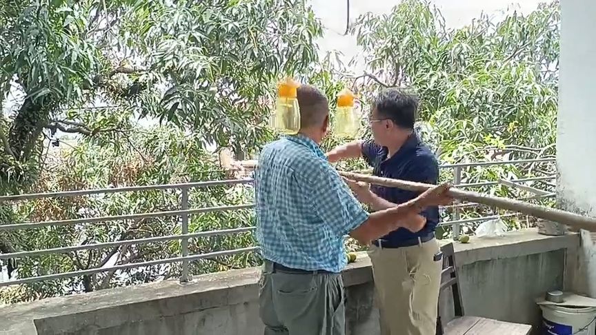 摘芒果!給大家看看500年的大芒果树!