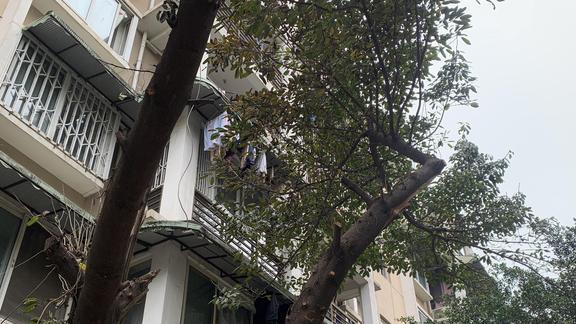 云投诉 | 树枝挡道遭业主投诉后疑被应付"理发"社区回应:砍伐"挡道"树.