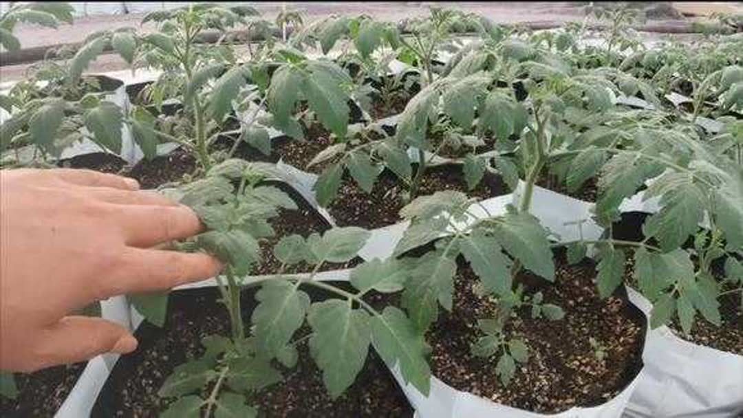 不同栽种方法,长势差别这么大,盆栽番茄的方法真好