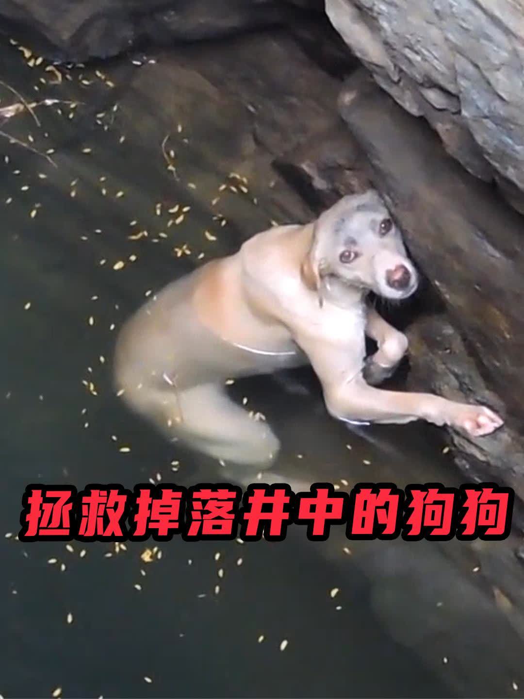 狗狗掉进深井,好心人亲自下井救助