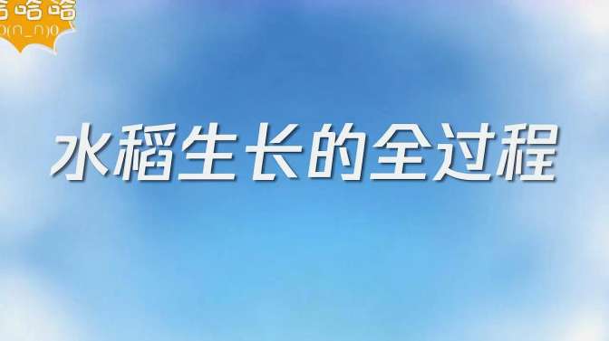 一个小短片让你清楚的了解水稻生长全过程
