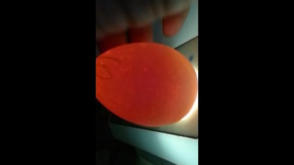 网上购买受精蛋一个都没受精