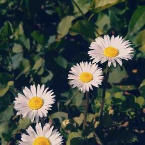 西子影视剪辑分享 