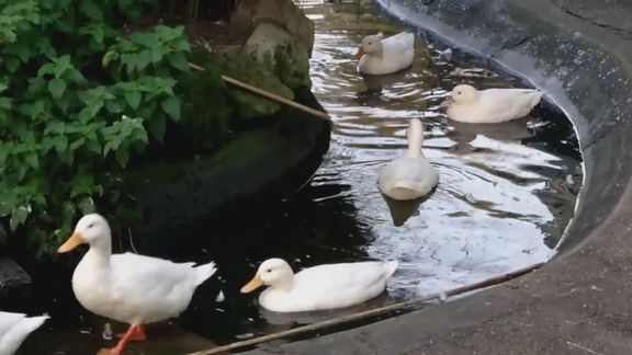 葱葱鸭超级贵的品种,好比藏獒,现在一只成年的要15000元
