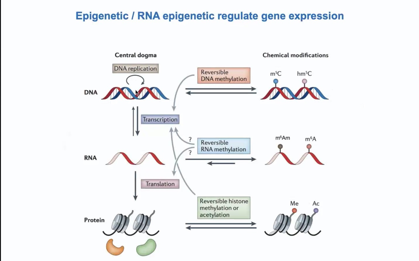 221012-RNA甲基化修饰的功能鉴定和测序技术开发