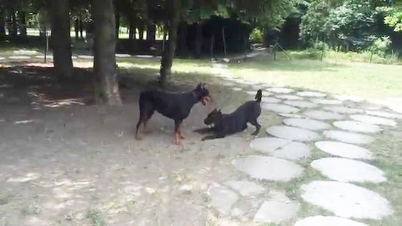 杜宾犬对战卡斯罗 你这俩货哪里是在打架明明是在跳舞嘛